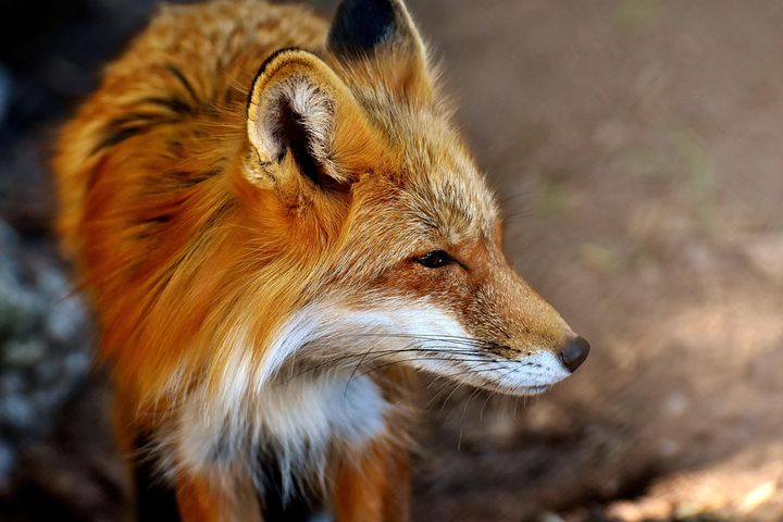 1.000+ kostenlose Fuchs & Tier Fotos - Pixabay