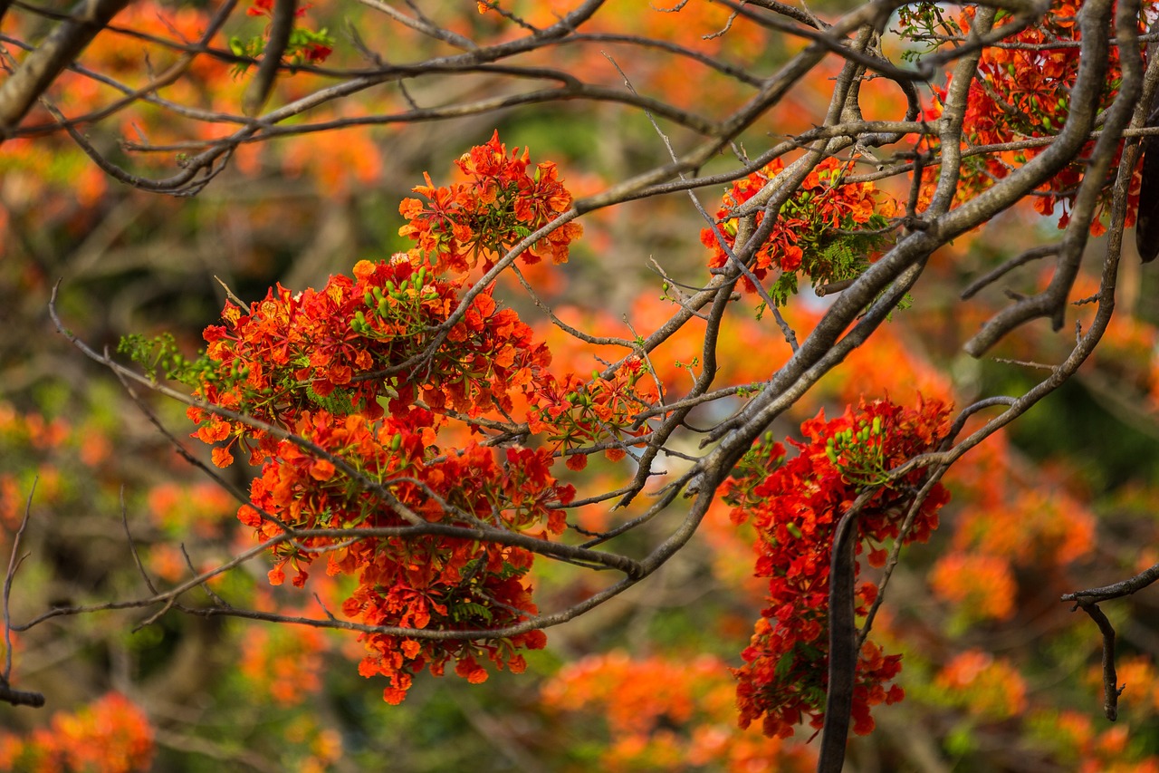 Pohon Berbunga Alam - Foto gratis di Pixabay - Pixabay