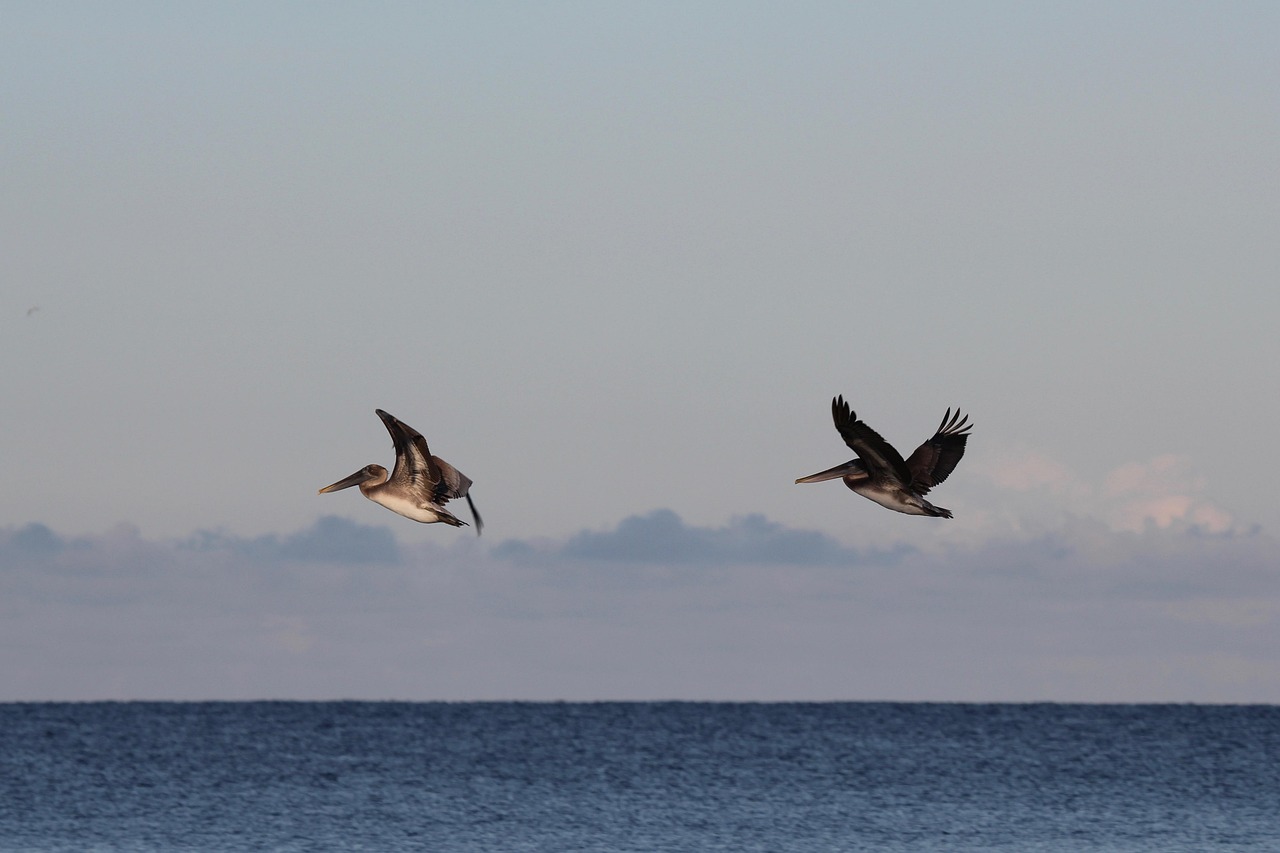 Pelicans In Flight Gulf Of Mexico - Free photo on Pixabay