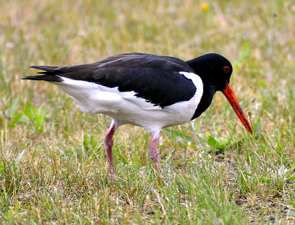 Oystercatcher Bird Wildlife - Free photo on Pixabay