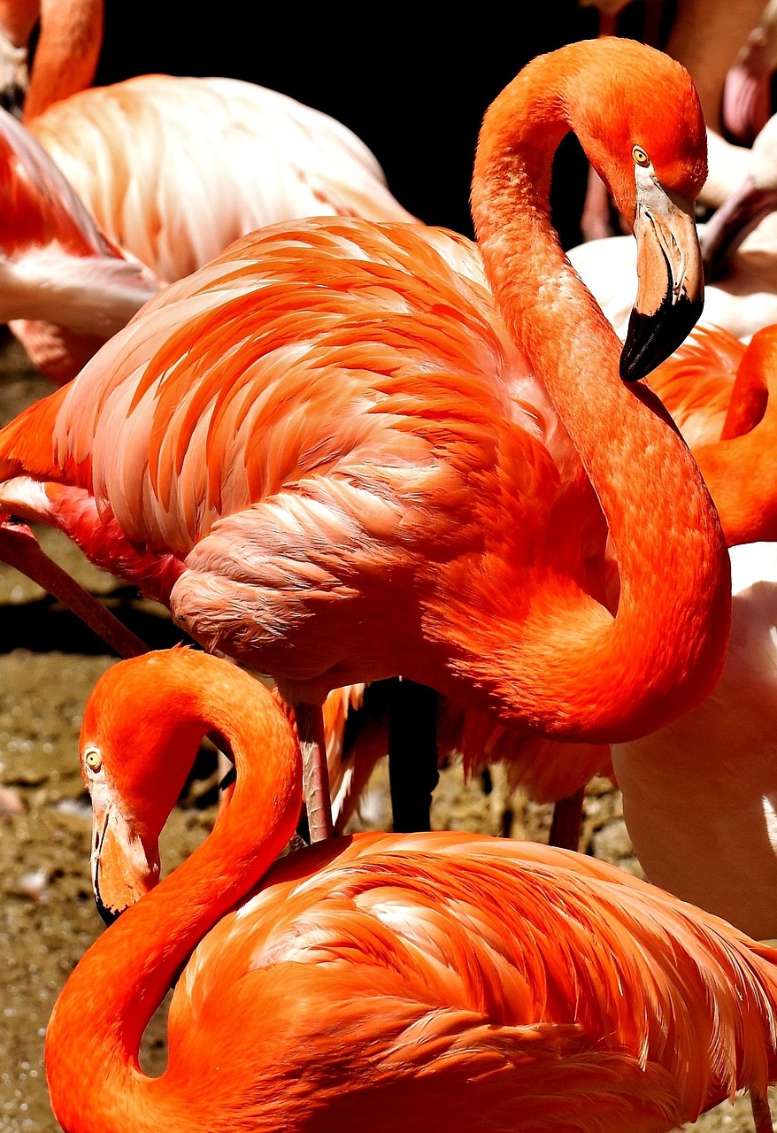 Flamingos Birds Water Bird - Free photo on Pixabay