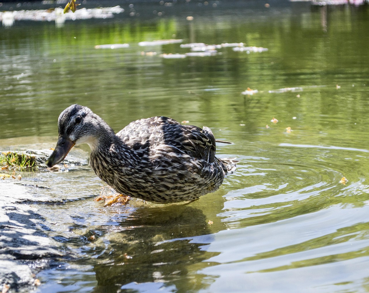 Pato Estanque Agua Fauna - Foto gratis en Pixabay - Pixabay