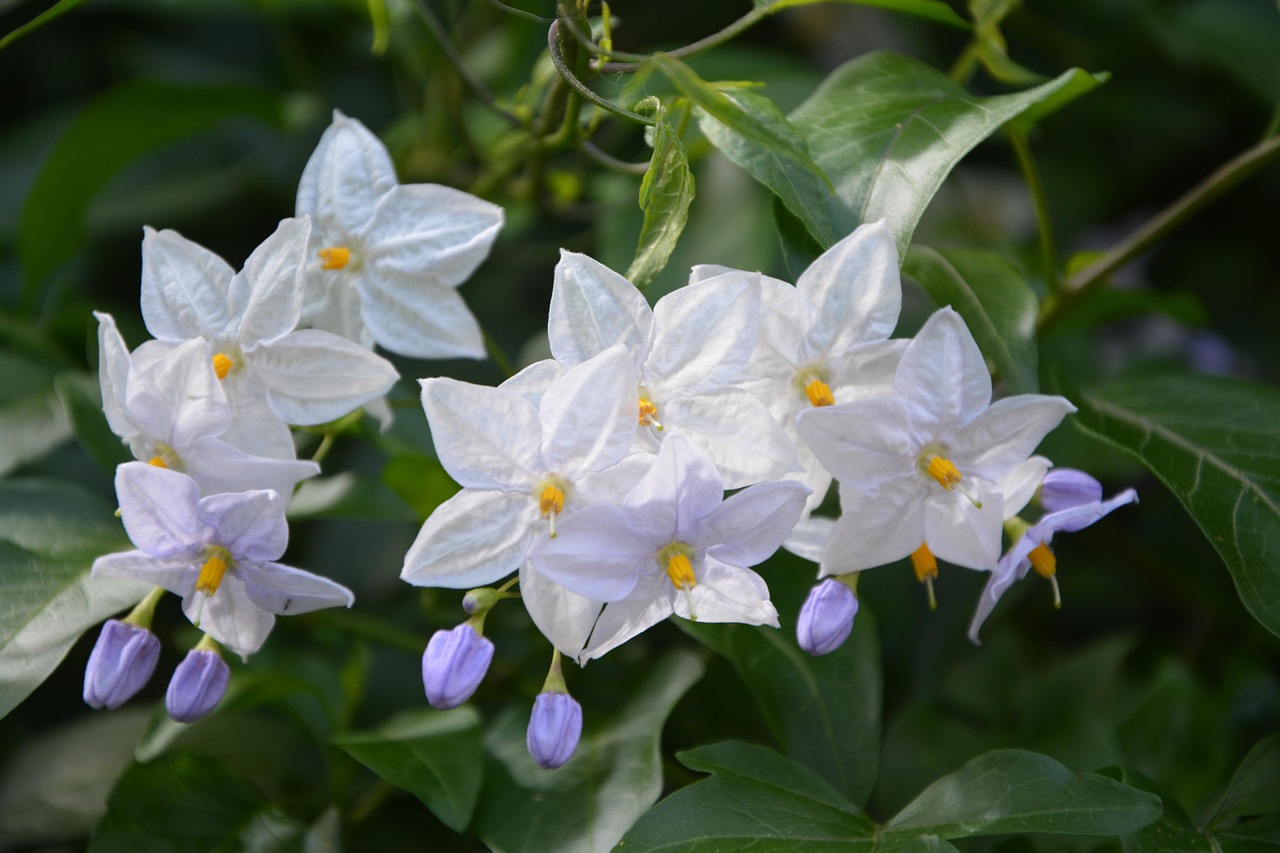 Flower Of Potato White Garden - Free photo on Pixabay - Pixabay