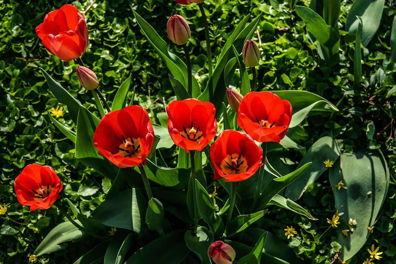 Taman Bunga Musim Foto Gratis Di Pixabay Pixabay