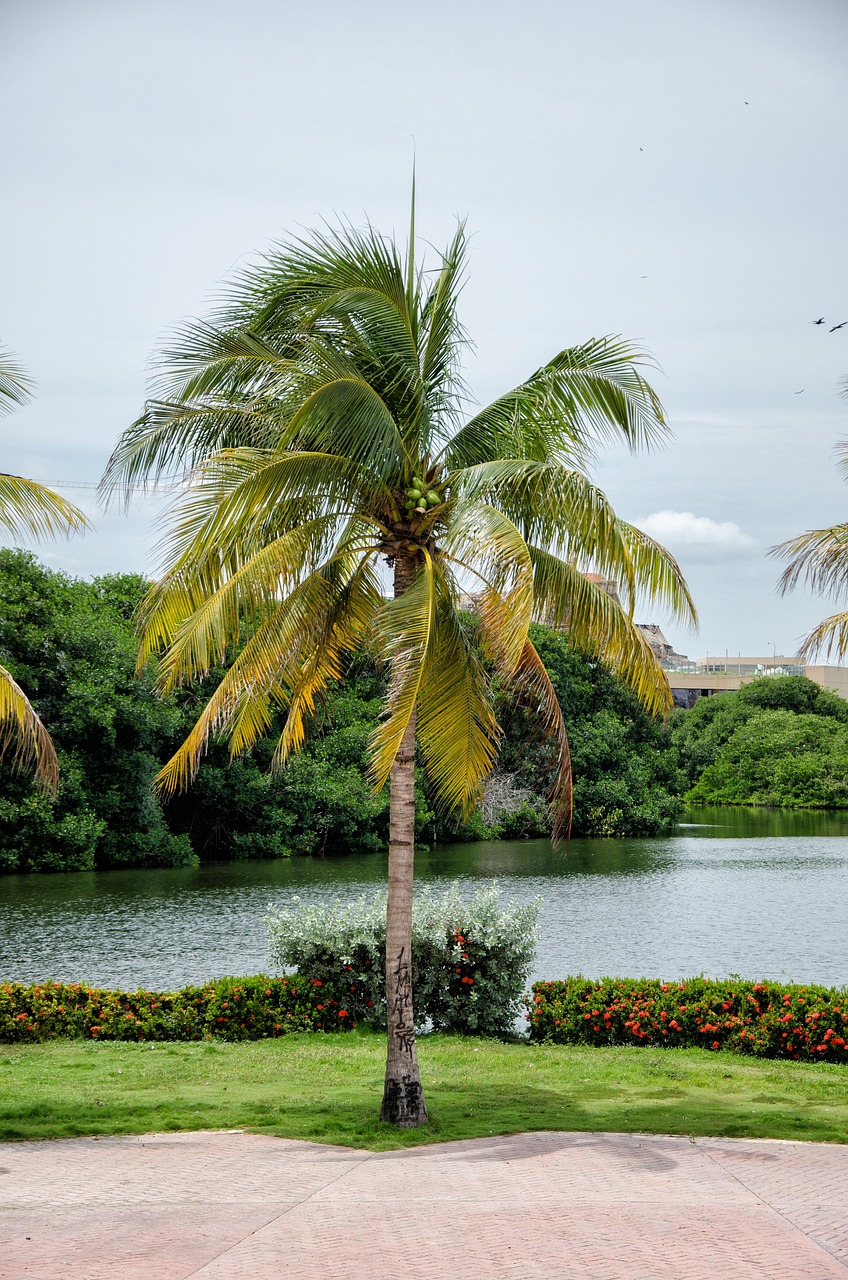 Colombia Caribe Cartagena - Foto gratis en Pixabay - Pixabay