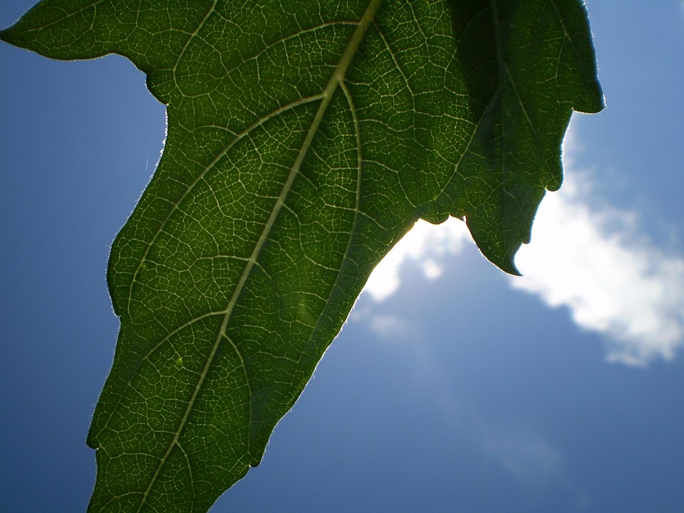 Leaf Darling Cloud - Free photo on Pixabay - Pixabay