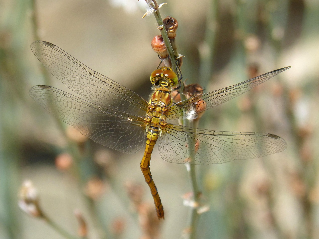 Libellule Jaune Sympetrum - Photo gratuite sur Pixabay - Pixabay