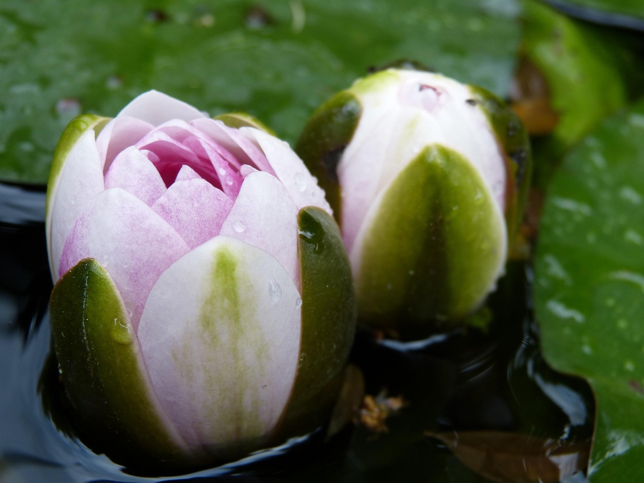 Water Lily Flower Closed - Free photo on Pixabay - Pixabay