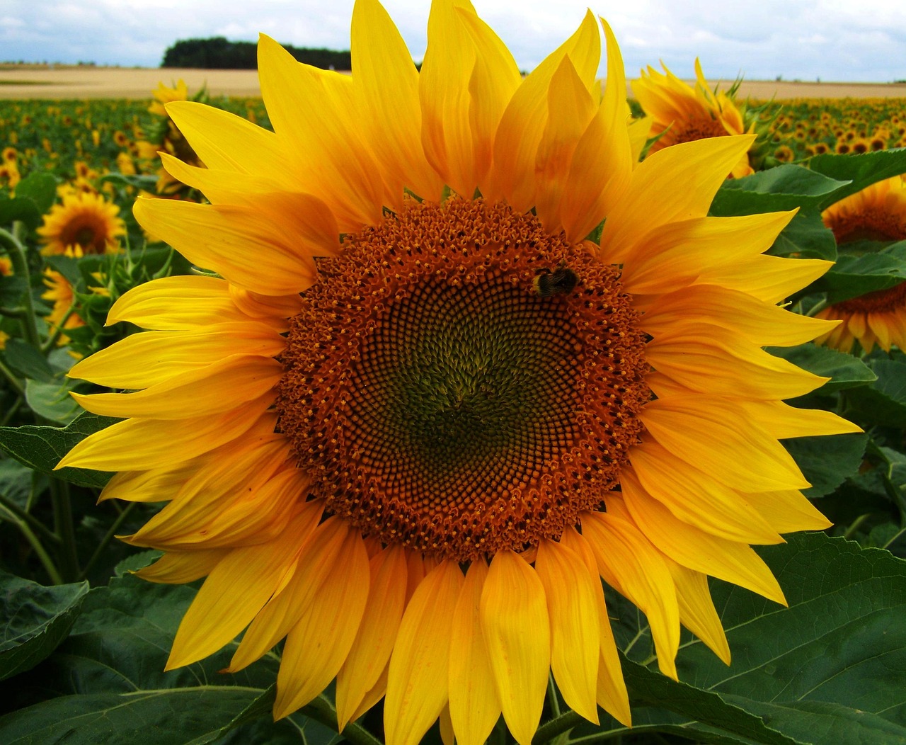 Sunflower Yellow Inflorescence - Free photo on Pixabay - Pixabay