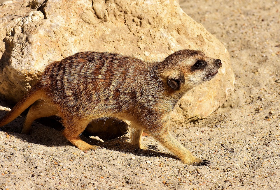 Meerkat Cute Curious - Free photo on Pixabay