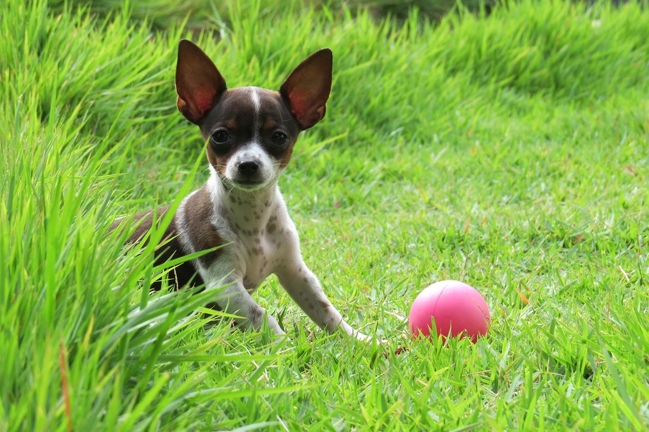 Köter Hund Kleiner Ball - Kostenloses Foto auf Pixabay