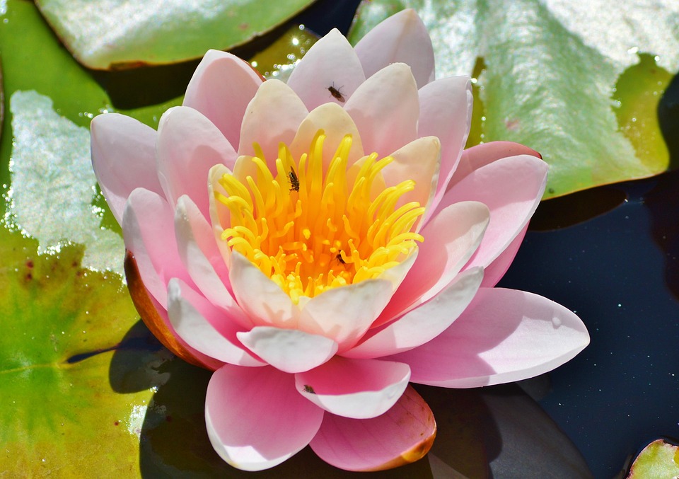 Nuphar Lutea Water Lily Aquatic - Free photo on Pixabay