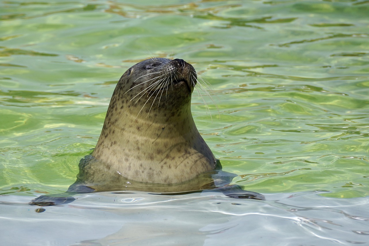 Seal Aquarium Water - Free photo on Pixabay