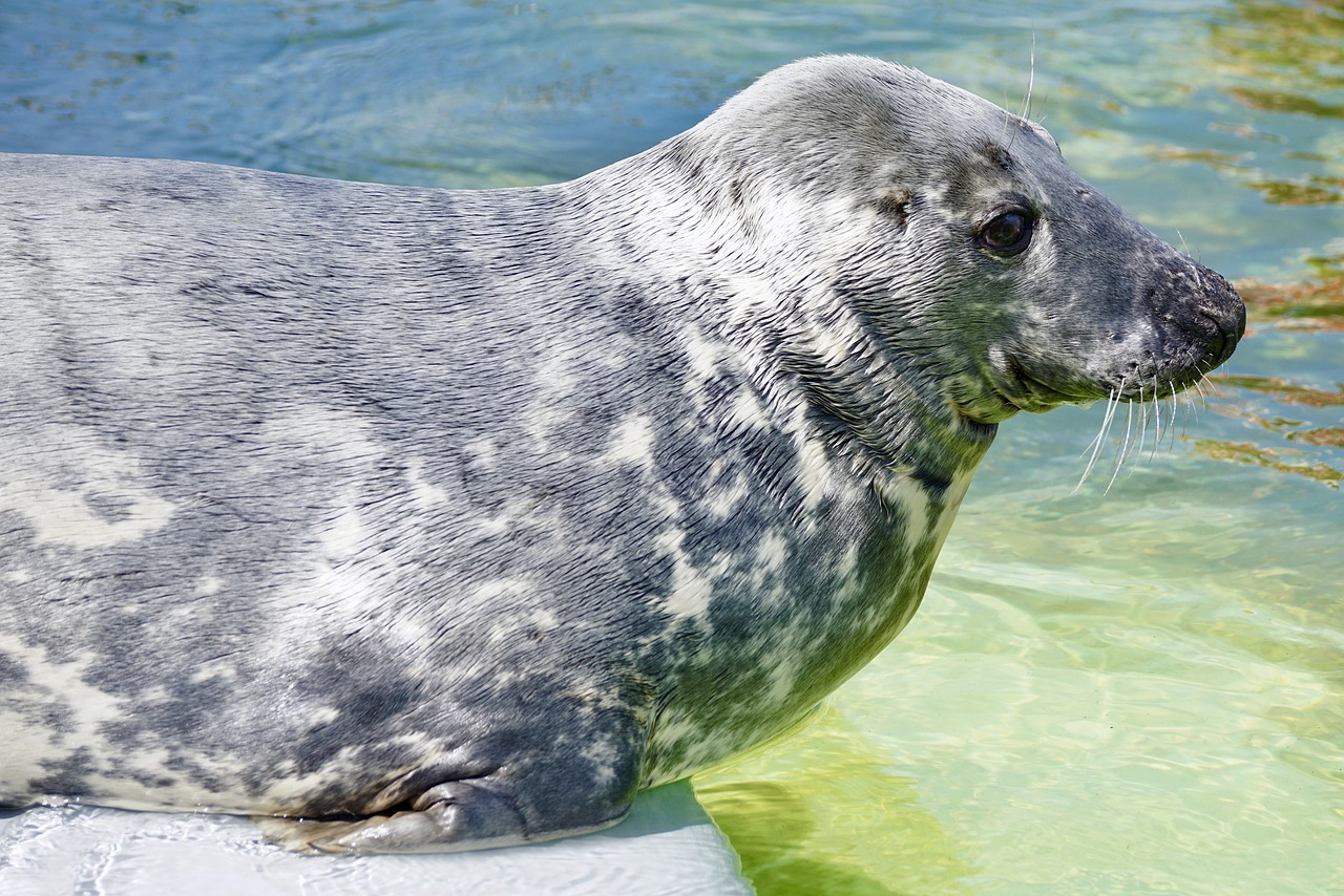 Seal Aquarium Water - Free photo on Pixabay - Pixabay