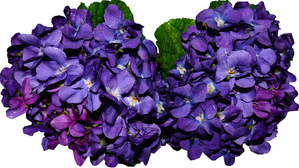 Violet Parfumé Fleurs Le - Photo gratuite sur Pixabay - Pixabay