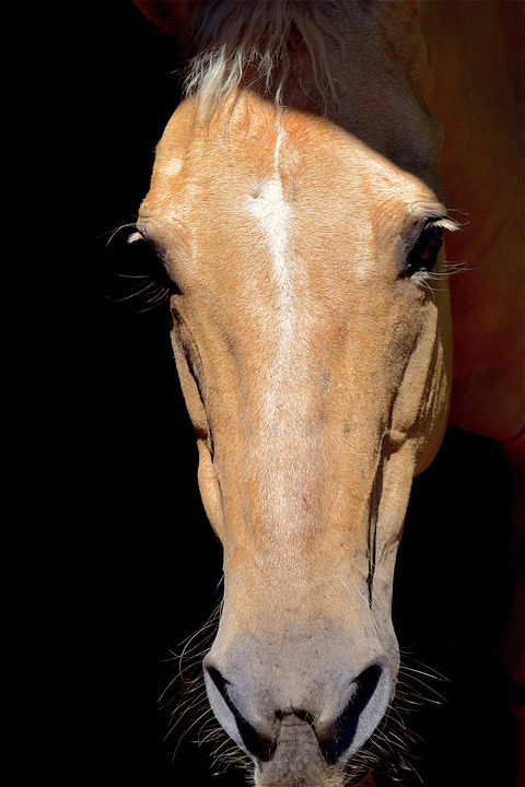 Pferd Porträt Schatten - Kostenloses Foto auf Pixabay - Pixabay