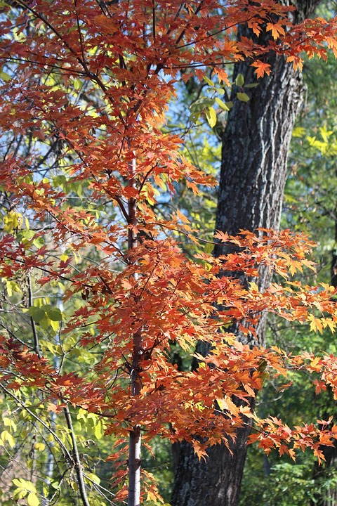 Maple Pohon Daun - Foto gratis di Pixabay