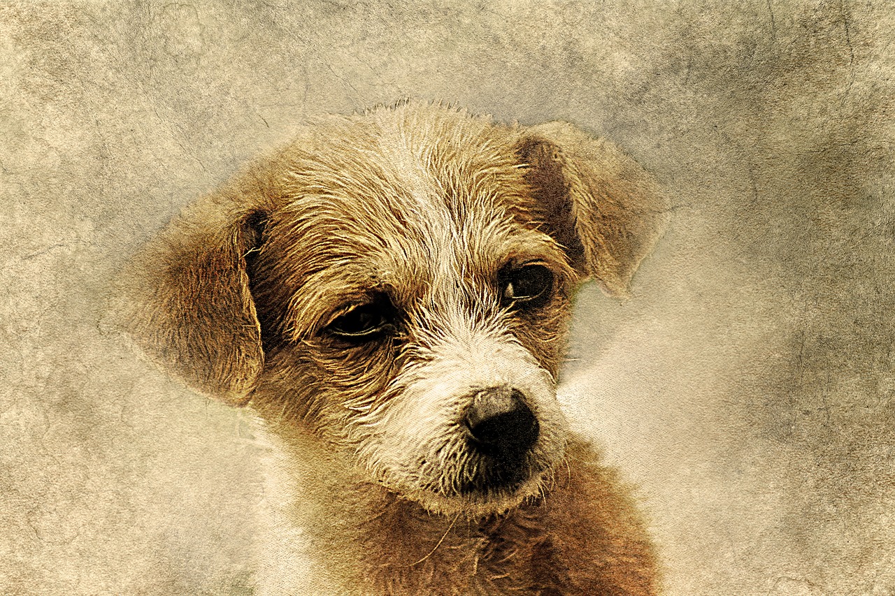 Download Dog, Animal, Art. Royalty-Free Stock Illustration Image - Pixabay