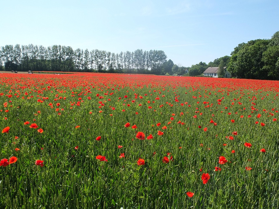 Poppy Alnarp Skåne - Free photo on Pixabay - Pixabay