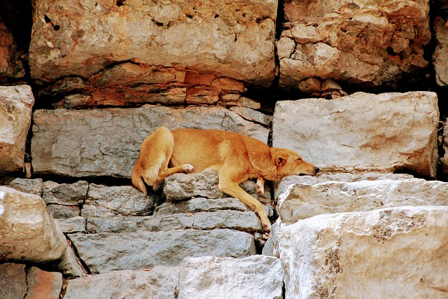 Dog Relax Animal - Free photo on Pixabay - Pixabay