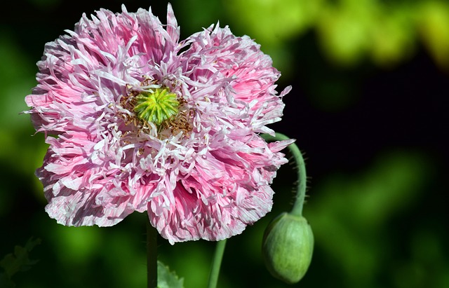 Coquelicot Fleur Rose Pavot - Photo gratuite sur Pixabay - Pixabay