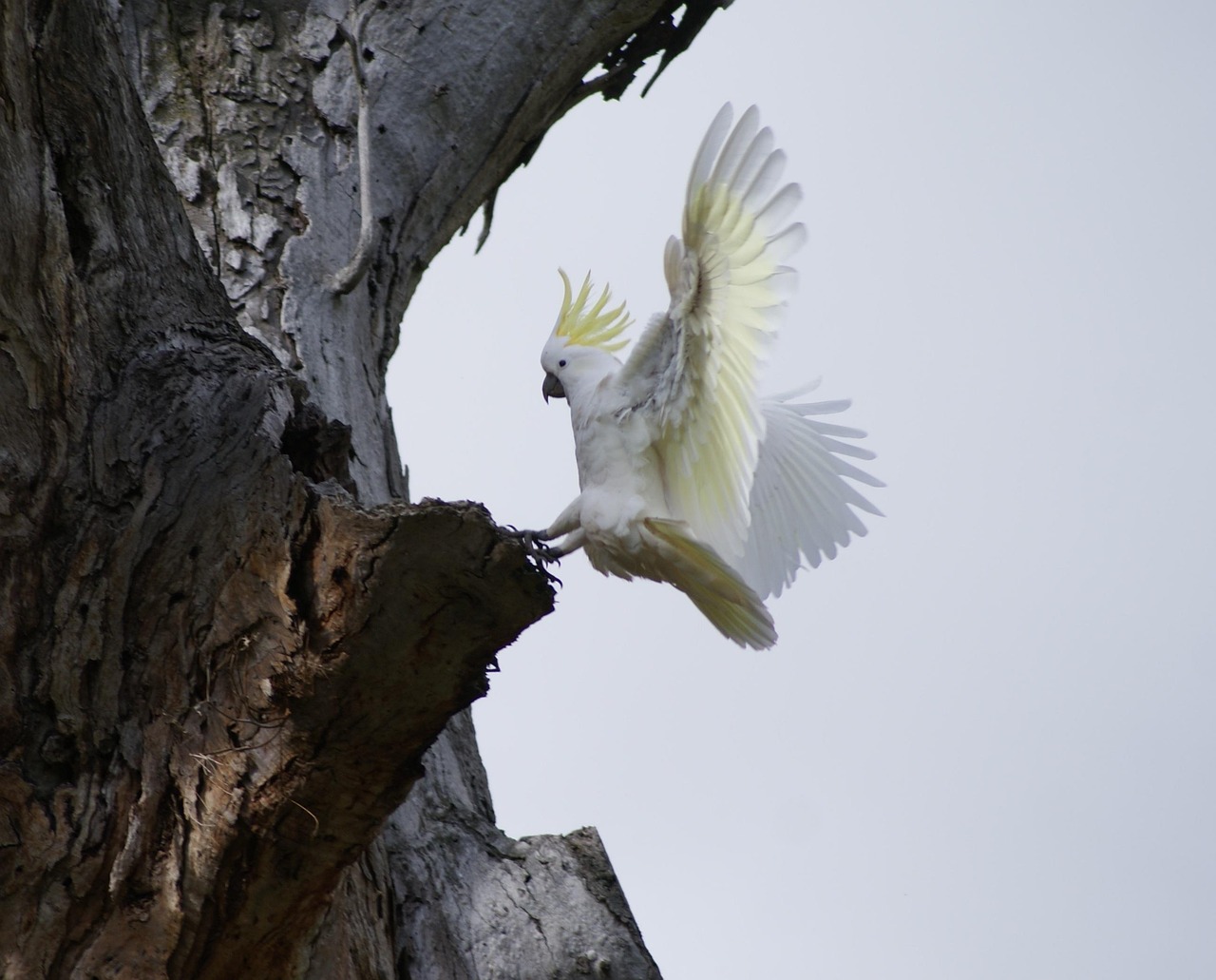 90,000+ Free Black Cockatoo & Cockatoo Images - Pixabay