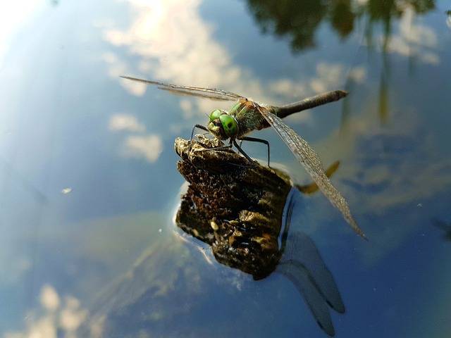 Libelle Insekten Natur - Kostenloses Foto auf Pixabay - Pixabay