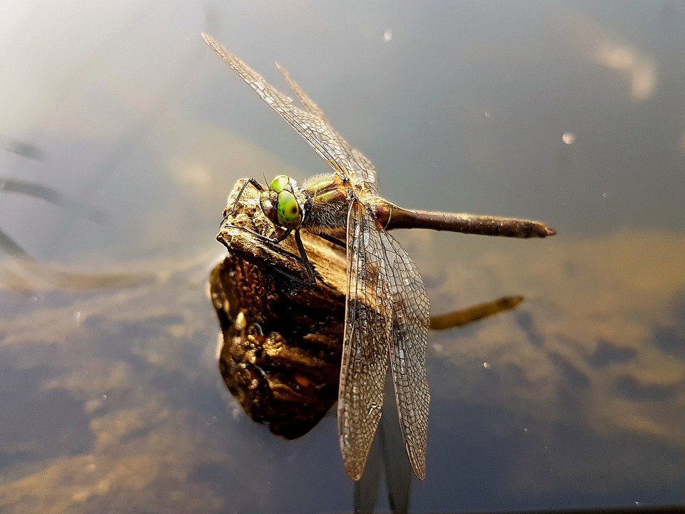 Dragonfly Insects Nature - Free photo on Pixabay