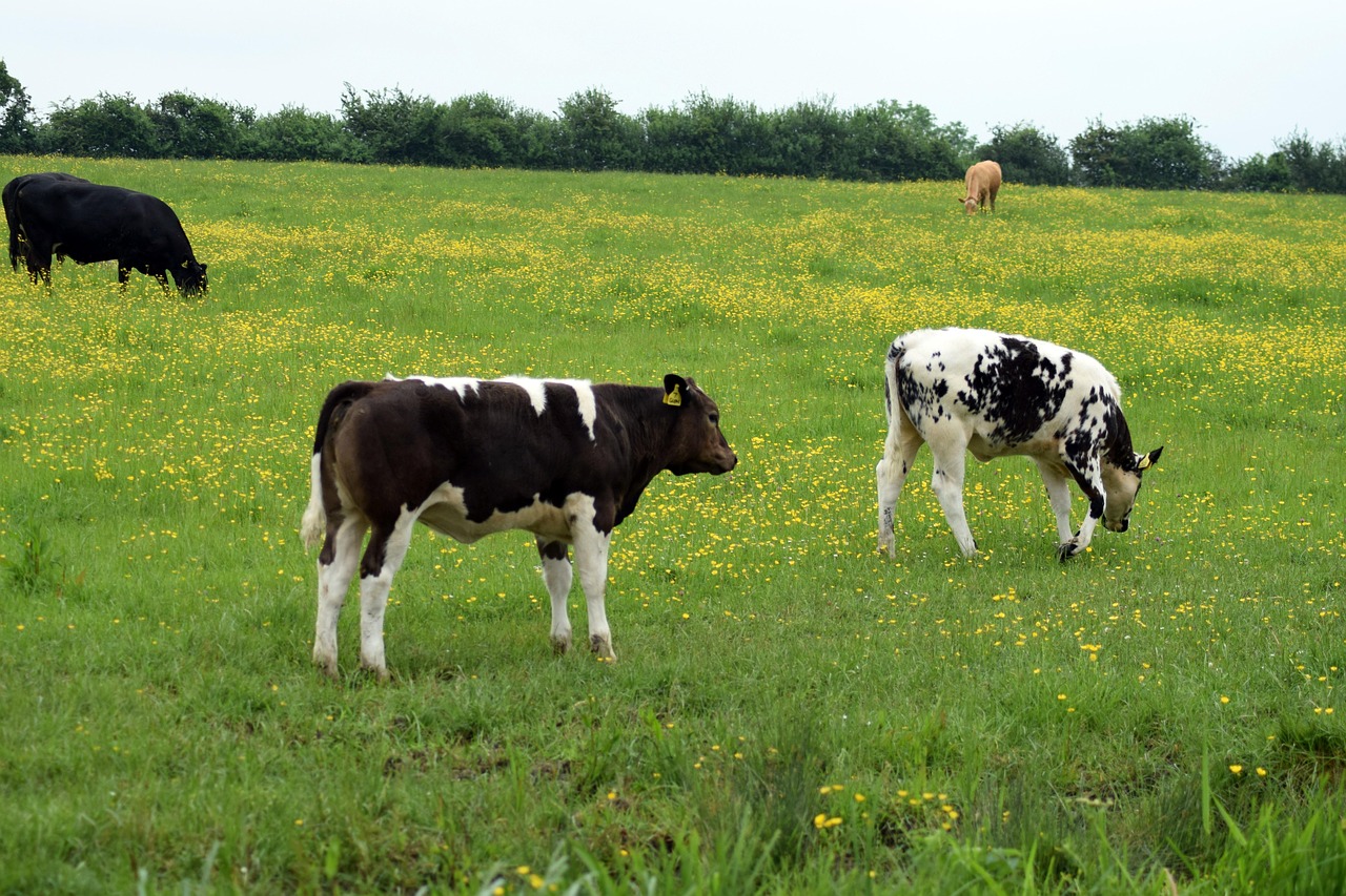 600+ Free Highland Cow & Cow Images - Pixabay