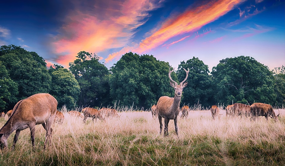 Deer Wild Wildlife - Free photo on Pixabay - Pixabay