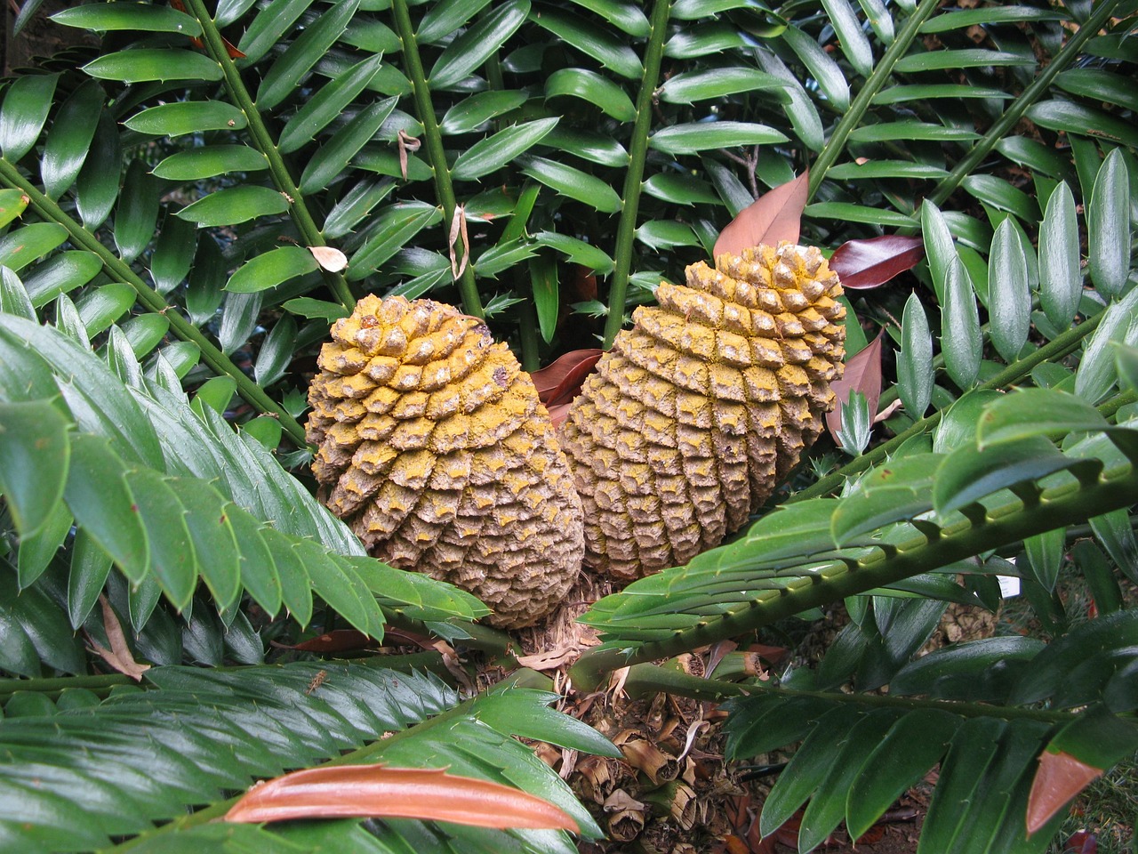 Madeira Plants Tree Fern - Free photo on Pixabay - Pixabay