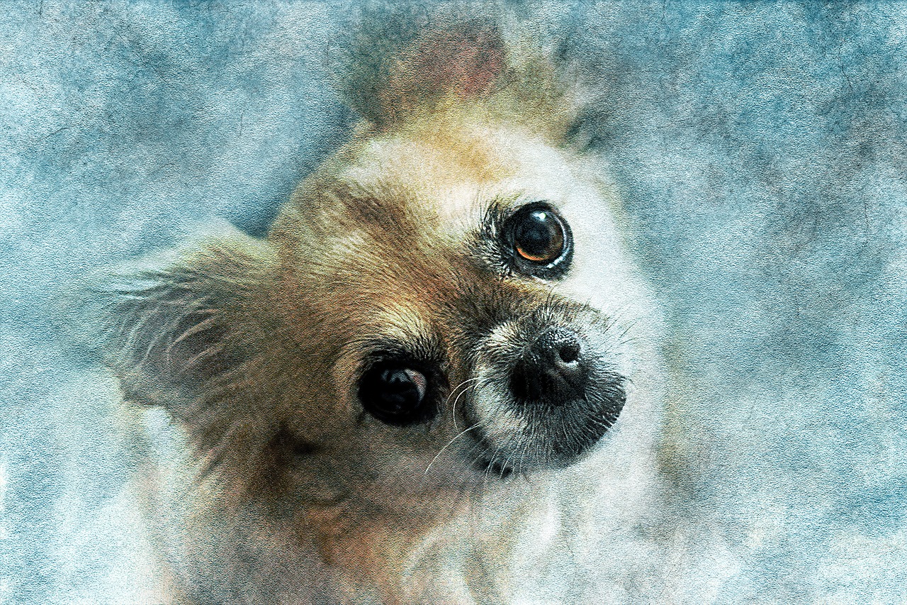 Explore 10,189+ Free Chihuahua Dog Illustrations: Download Now - Pixabay
