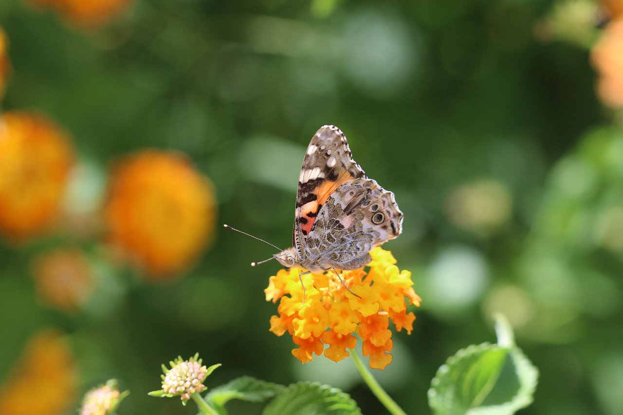 Butterfly Macro Close Green - Free photo on Pixabay - Pixabay