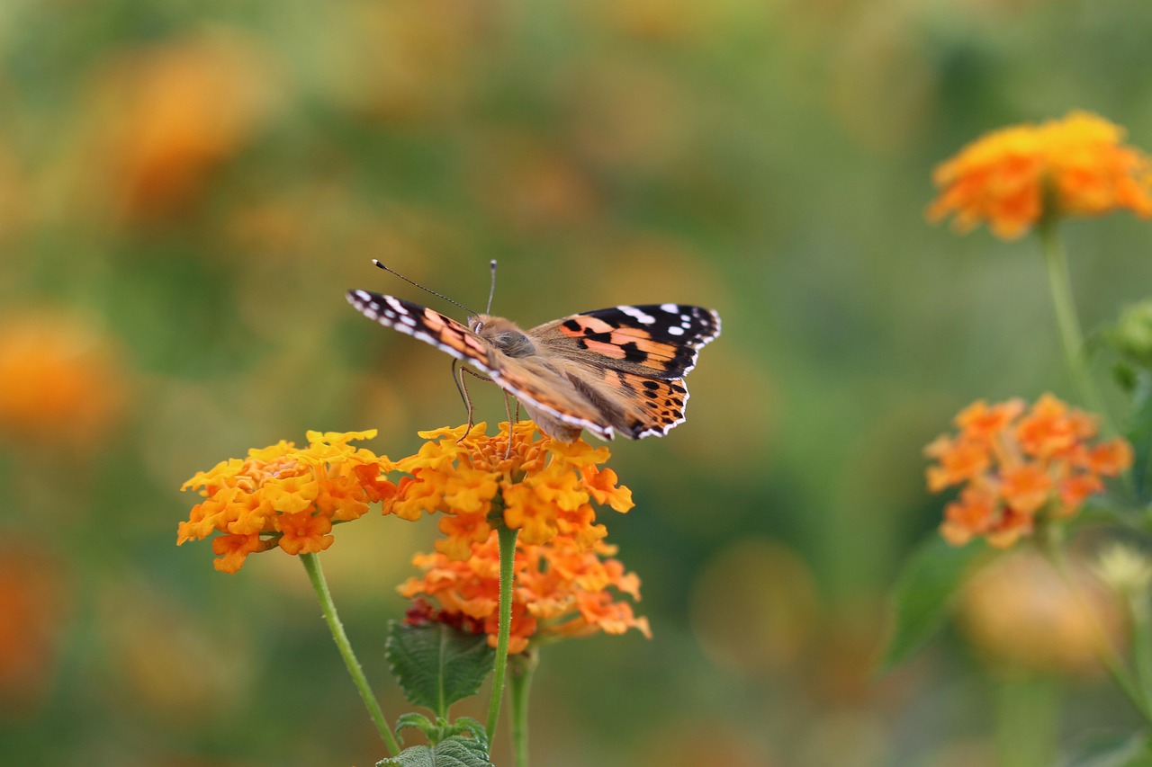 Butterfly Macro Close Green - Free photo on Pixabay - Pixabay