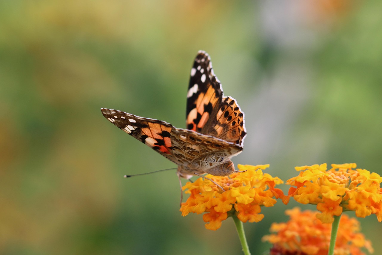 Butterfly Macro Close Green - Free photo on Pixabay - Pixabay
