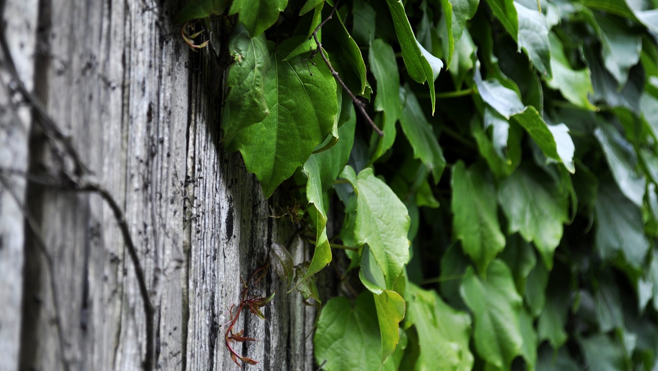 Ivy Plante Creeper - Photo gratuite sur Pixabay - Pixabay