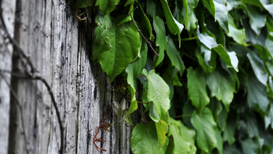 Ivy Plante Creeper - Photo gratuite sur Pixabay - Pixabay
