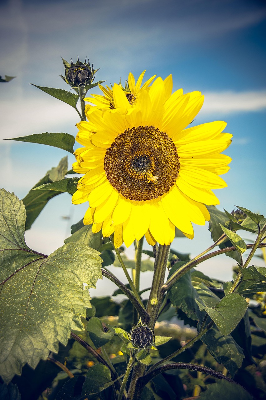 Girasol Flor Cerrar - Foto gratis en Pixabay - Pixabay