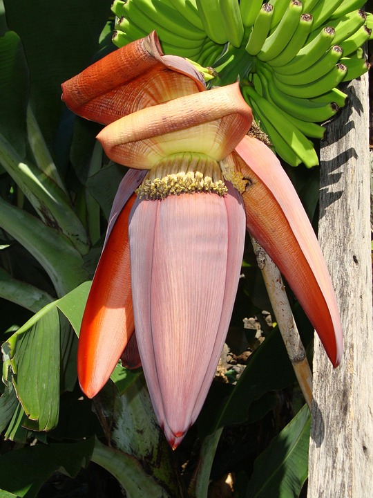 Bananier Fleur - Photo gratuite sur Pixabay - Pixabay
