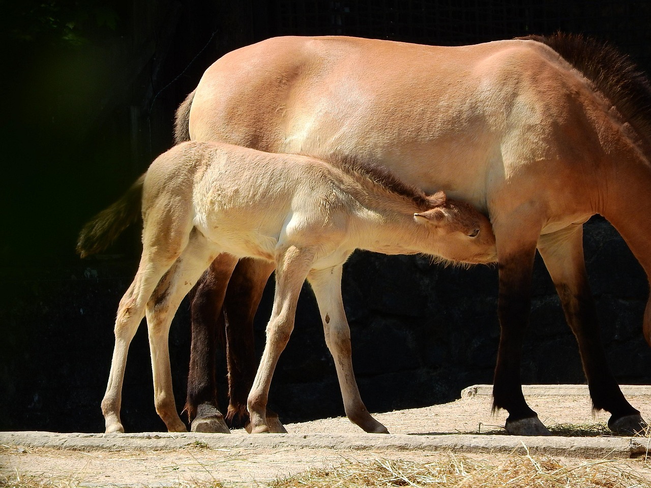 Przewalski'S Horse Equus - Free photo on Pixabay - Pixabay