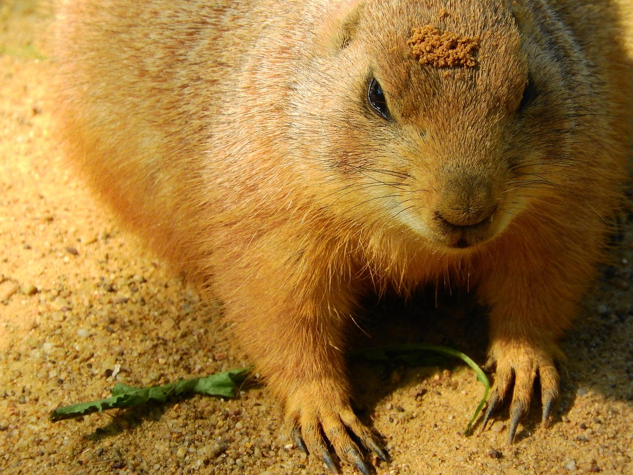 Chien De Prairie Cynomys - Photo gratuite sur Pixabay - Pixabay