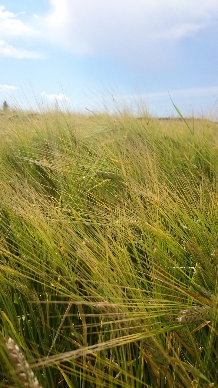 Grain Wheat Field - Free photo on Pixabay - Pixabay