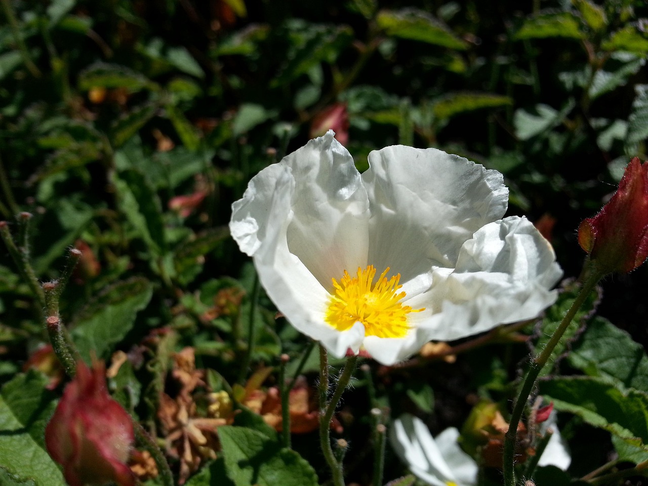 Fleur Blanche Délicat - Photo gratuite sur Pixabay - Pixabay