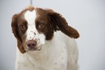 2 Springer spaniel Synonyms. Similar words for Springer spaniel.