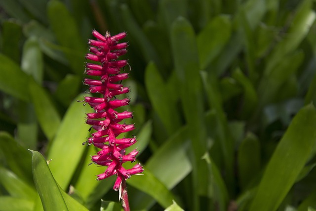 Flor Roja De Tallo Jardín - Foto gratis en Pixabay - Pixabay