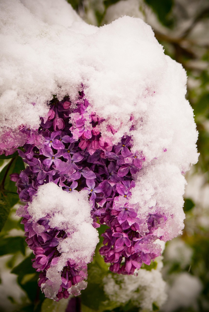 Lilac Spring Winter - Free photo on Pixabay