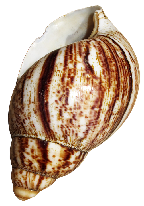 Shell Snail Achatina Fulica - Free photo on Pixabay