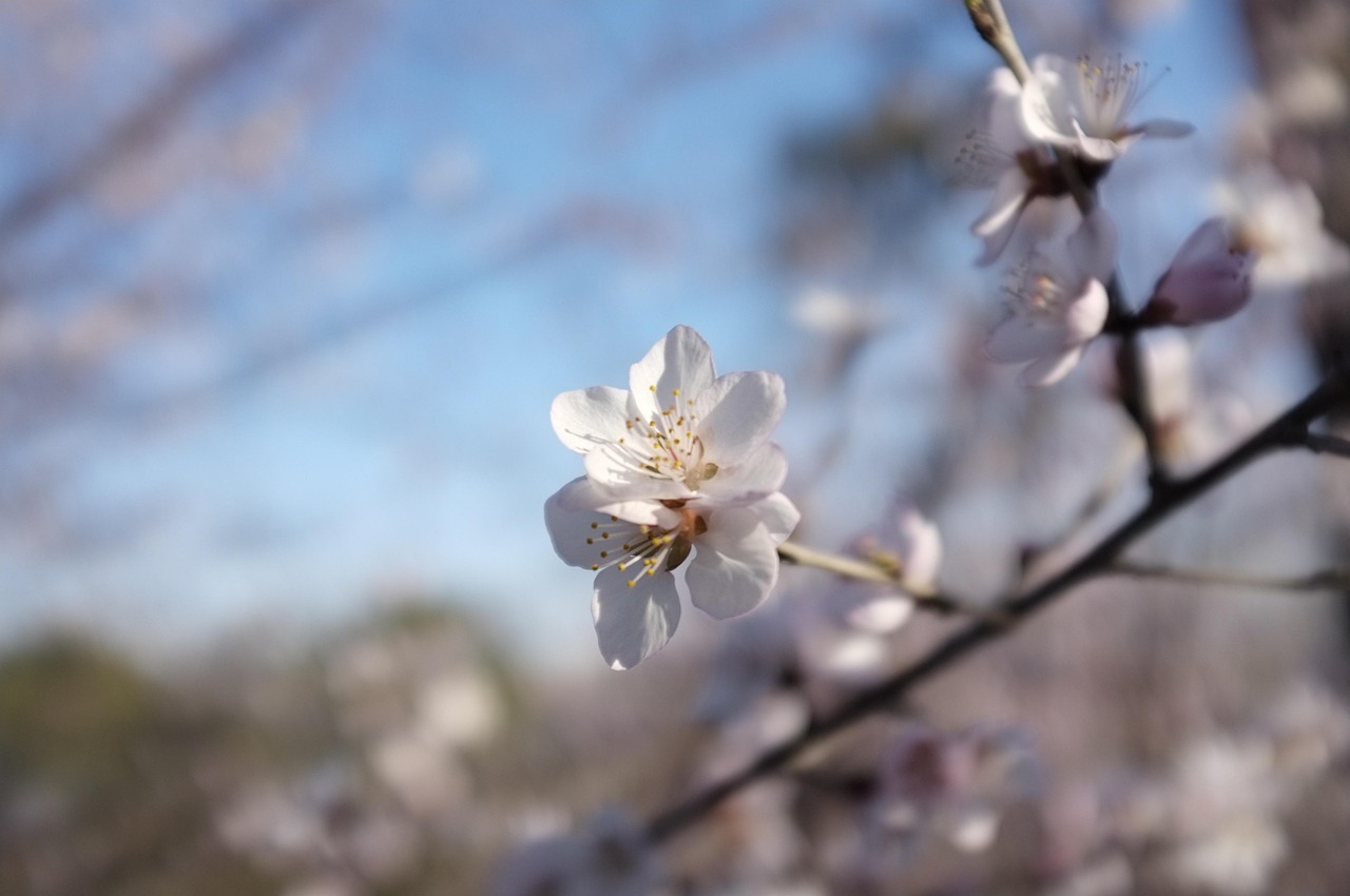 超过 100000 张关于“Velvet Spring Couplets”和“Spring”的免费图片 - Pixabay