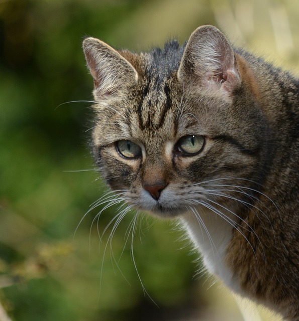 Dieren Kat - Gratis foto op Pixabay - Pixabay