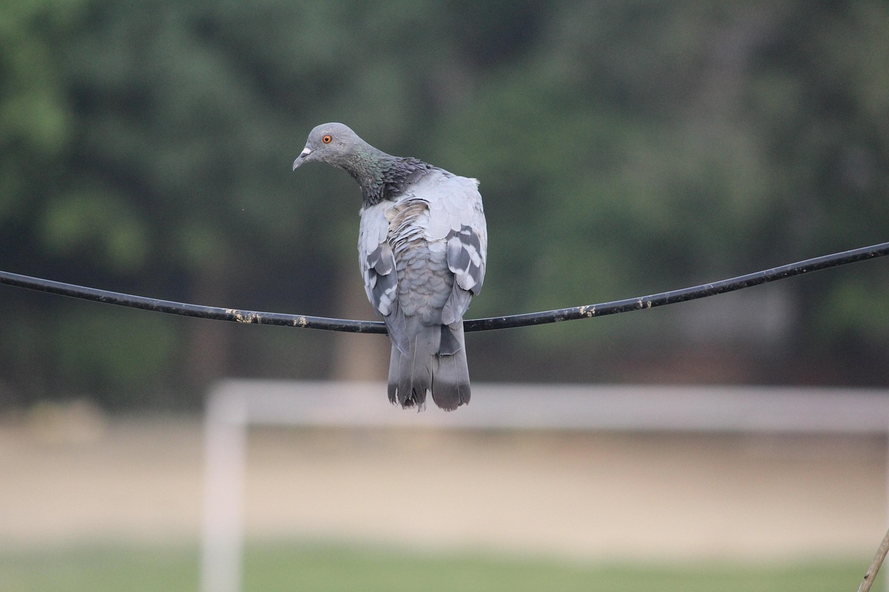 Pombo Fio Equilibrando - Foto gratuita no Pixabay - Pixabay